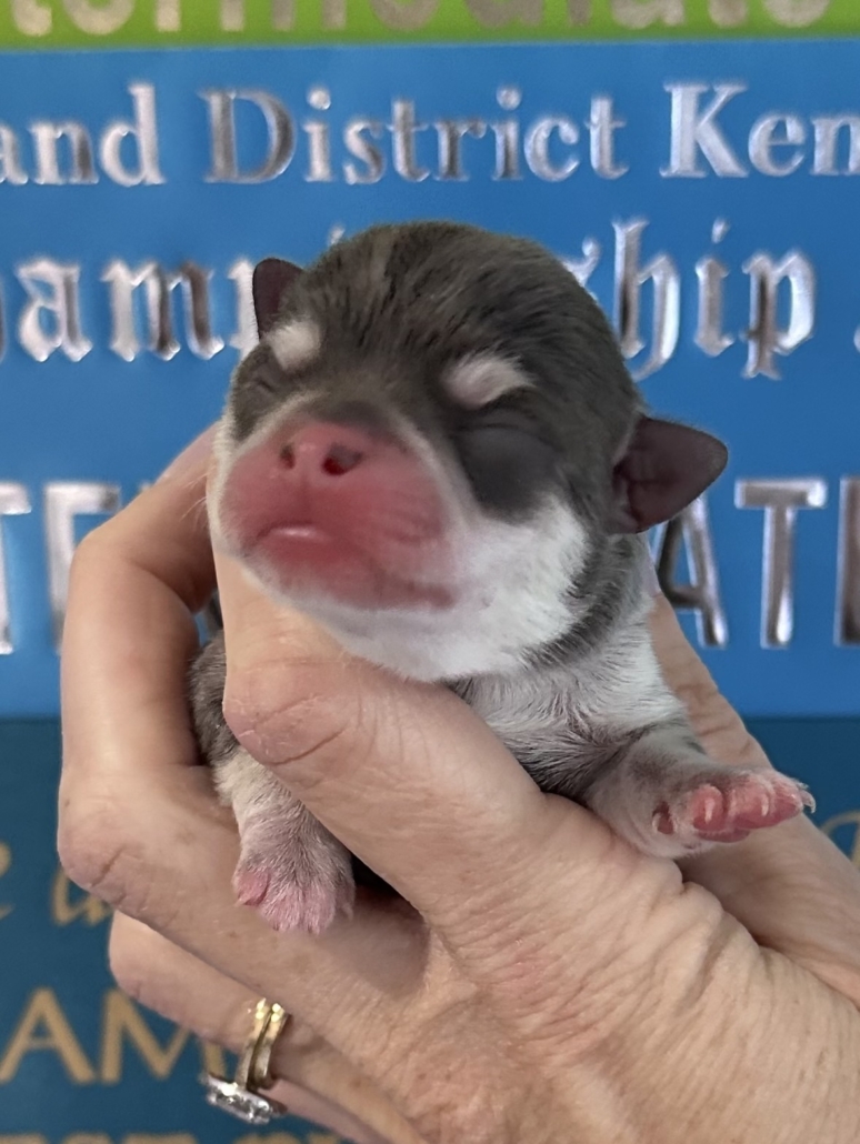 Puppies – Jendrika Chihuahuas